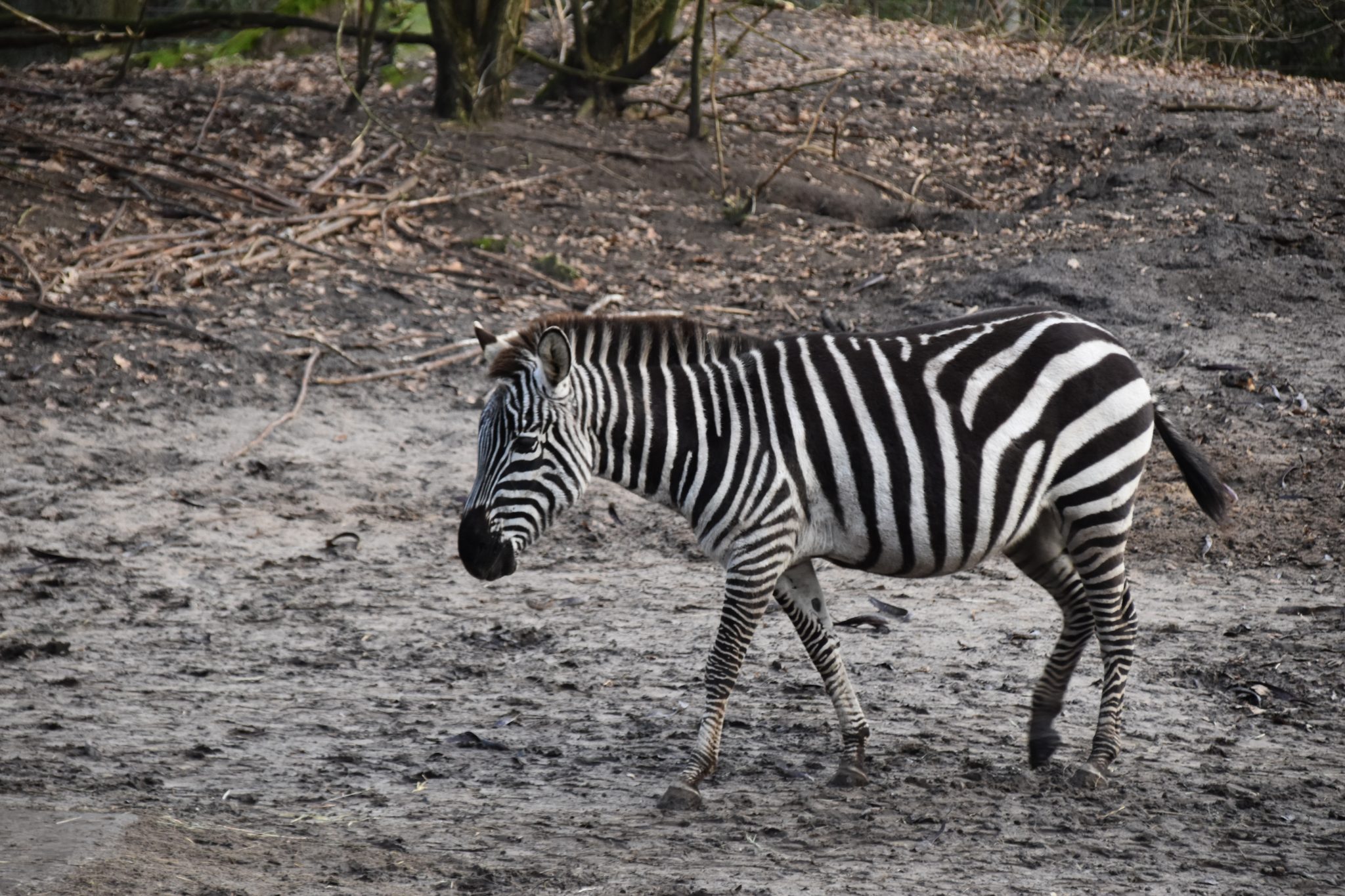 Grant zebra (Equus quagga boehmi) | DierenWiki | Grant zebra